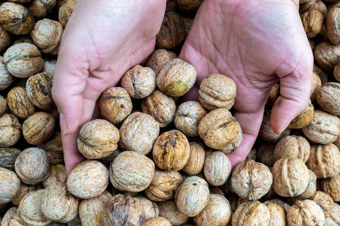 Why Is It So Hard to Find Canadian-Grown Nuts and Seeds? – U-RAAW ...