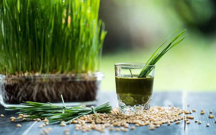 Benefits of Wheatgrass – U-RAAW! Health Foods